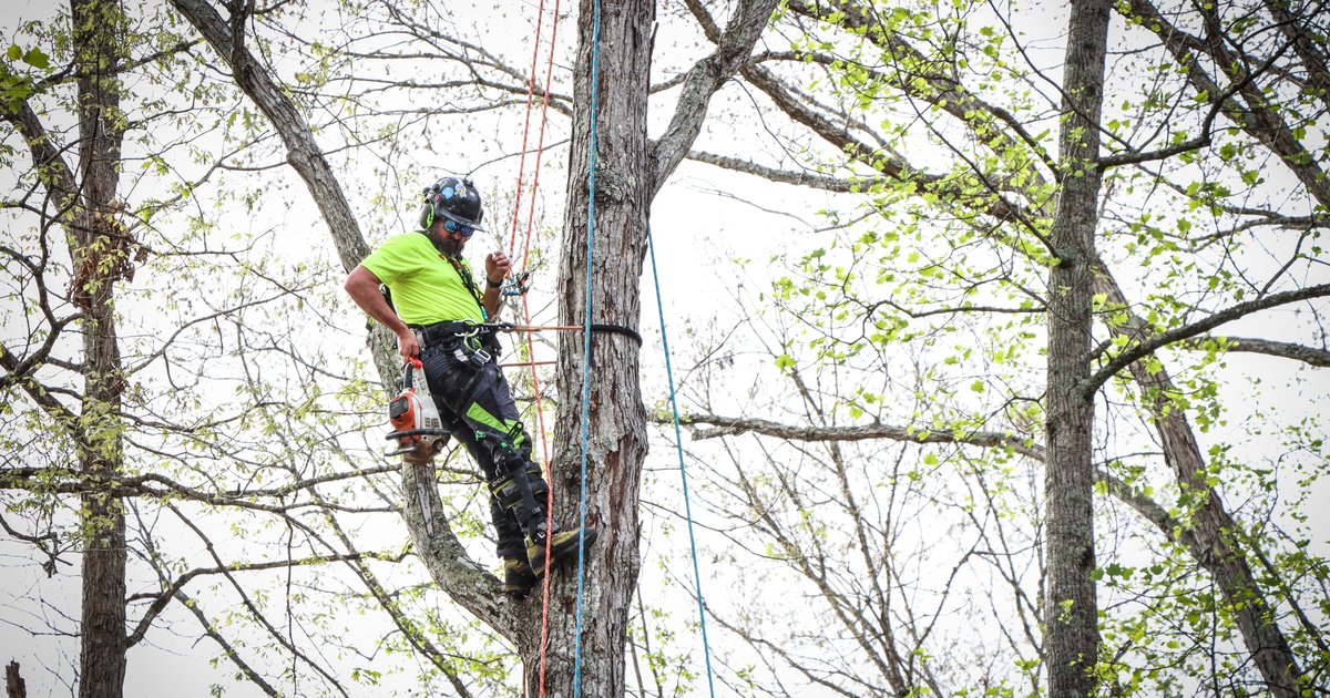 Tree Services | Fisher's Tree Service