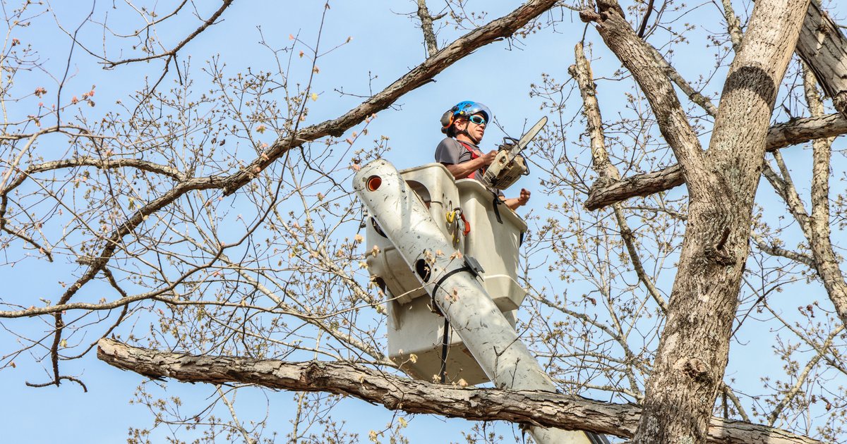 About | Fisher's Tree Service
